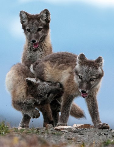 Endangered Arctic Fox Breeds Again in Finland After 25 Years | WWF