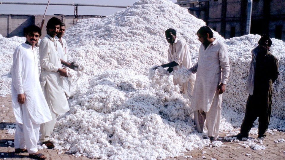 Sustainable Cotton: Securing the Future of the Industry | World ...