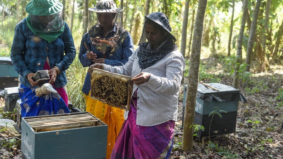 Safer Honey Collection in India’s Sundarbans | World Wildlife Fund