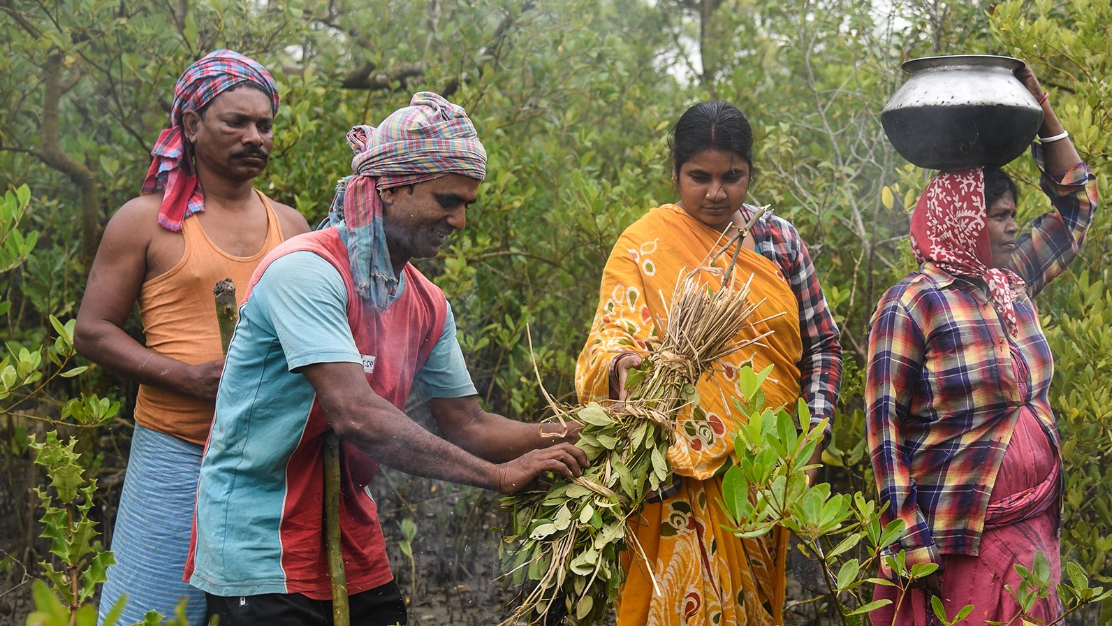 Safer Honey Collection in India’s Sundarbans | World Wildlife Fund
