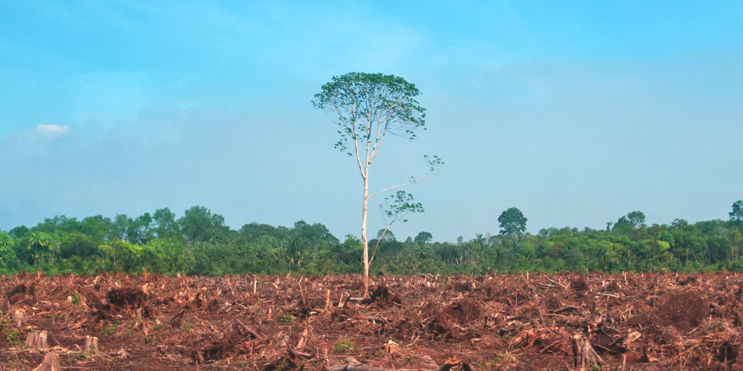 AI Tool Predicts and Prevents Deforestation | World Wildlife Fund