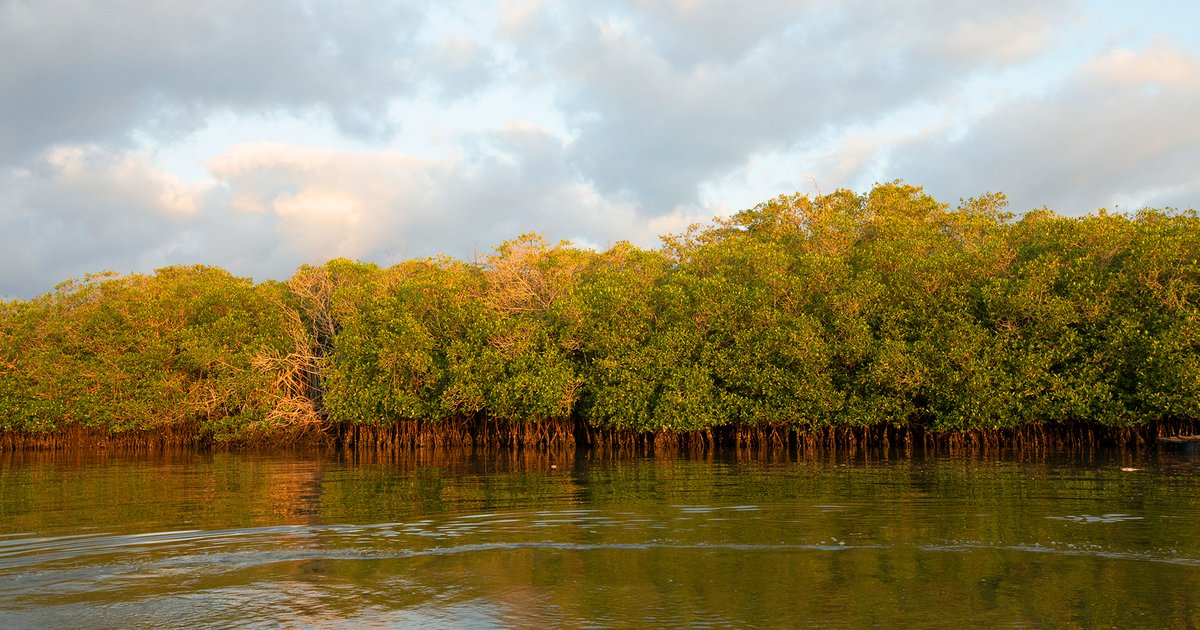 Mangroves Sustain Communities in Boca de Camichín | World Wildlife Fund