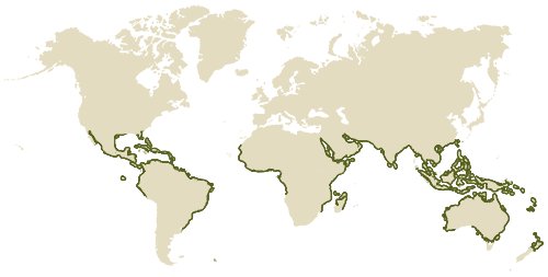 WWF Efforts to Protect and Restore Mangroves Worldwide | World Wildlife ...
