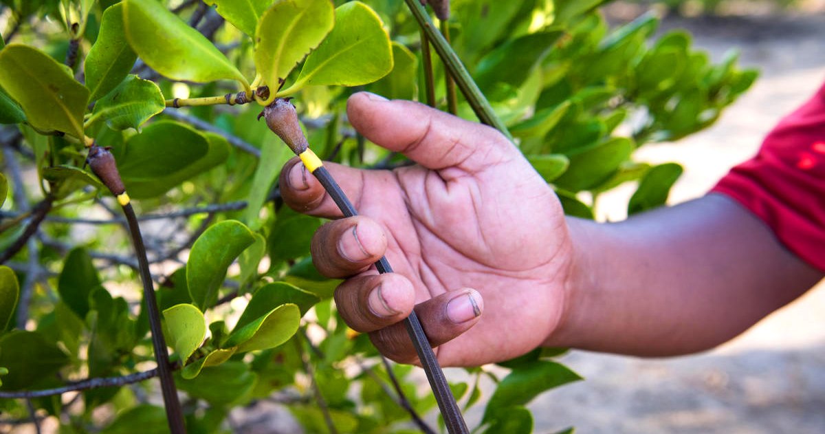 WWF Efforts to Protect and Restore Mangroves Worldwide | World Wildlife ...