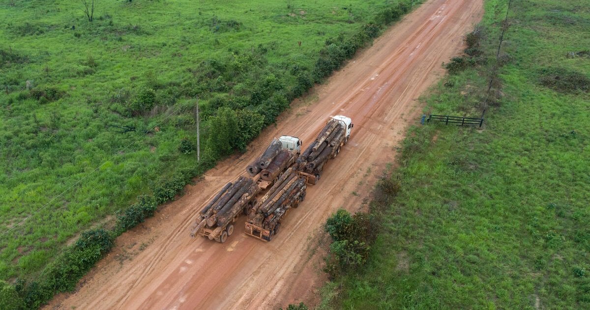 Combating Illegal Logging | WWF | World Wildlife Fund