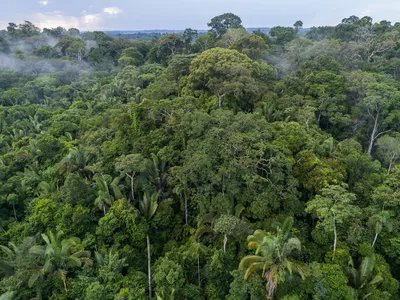 Brazil and local communities key to conserving Amazon rainforest ...