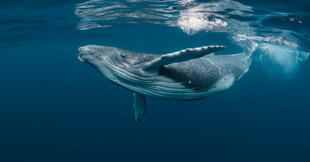 Forty Years After the Whaling Ban: Progress and Challenges | World ...