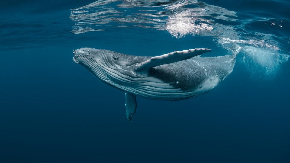 Forty Years After the Whaling Ban: Progress and Challenges | World ...