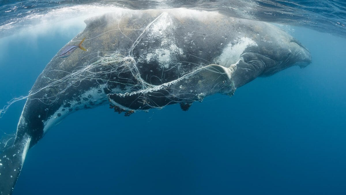 Forty Years After the Whaling Ban: Progress and Challenges | World ...