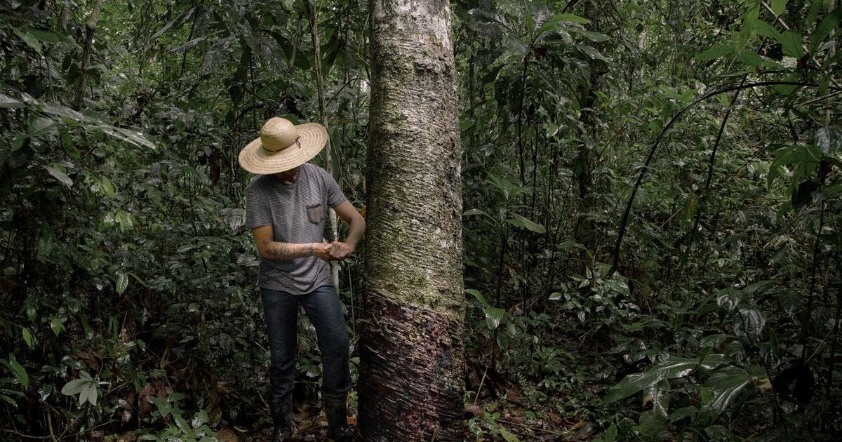 Brazil and local communities key to conserving Amazon rainforest ...