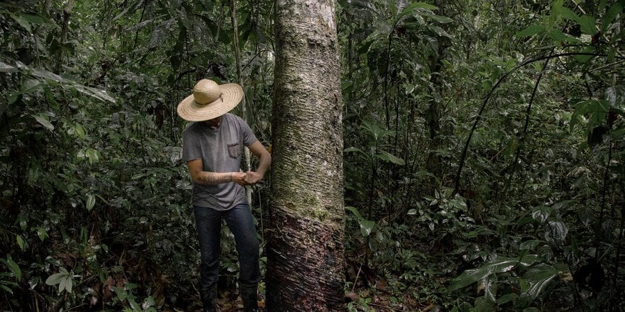 Brazil and local communities key to conserving Amazon rainforest ...