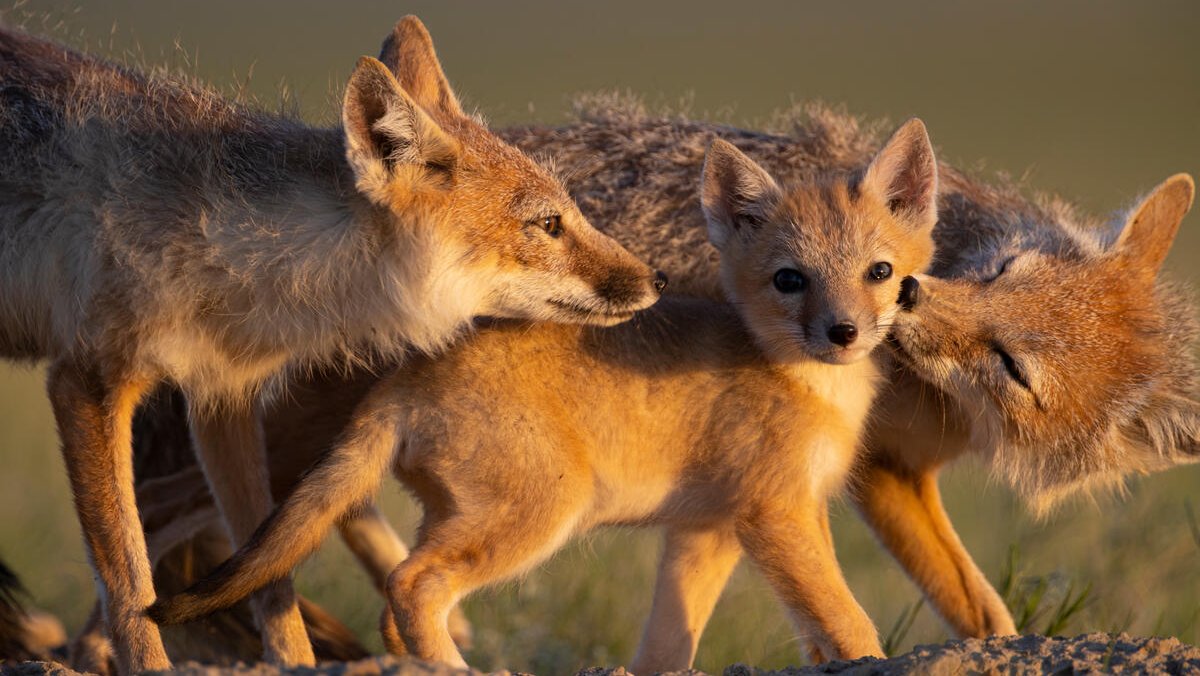 Swift Fox | World Wildlife Fund
