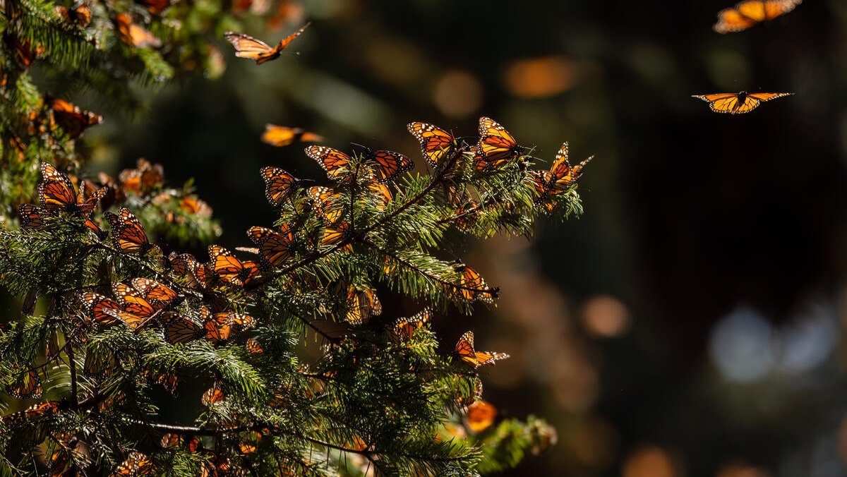 Monarch Butterfly Population Increases 64 Percent | WWF