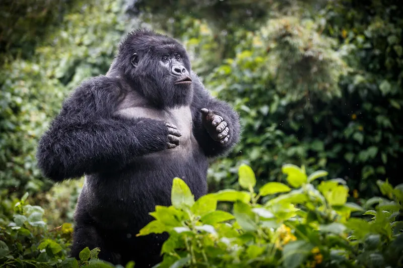 Gorilla Facts: Behavior, Diet, Behavior, & Conservation | WWF