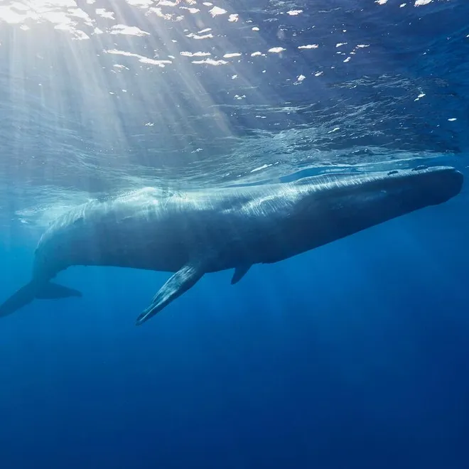 Meet the Biggest Animal in the World: The Blue Whale | World Wildlife Fund