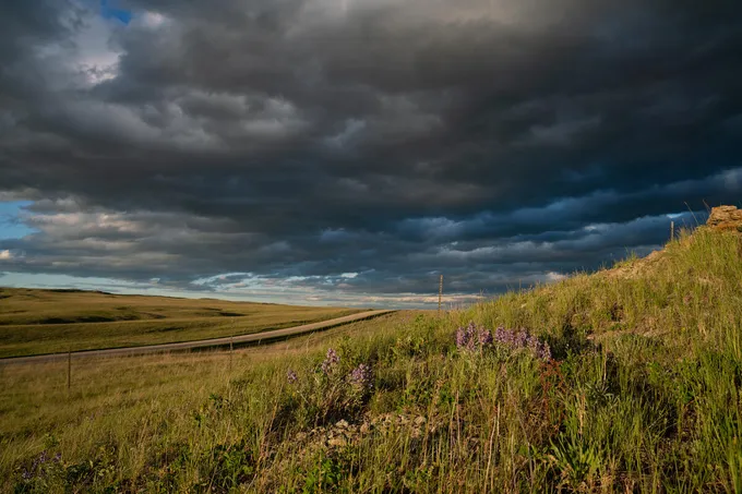 What Are Grasslands And Why Do We Need To Protect Them? | World ...