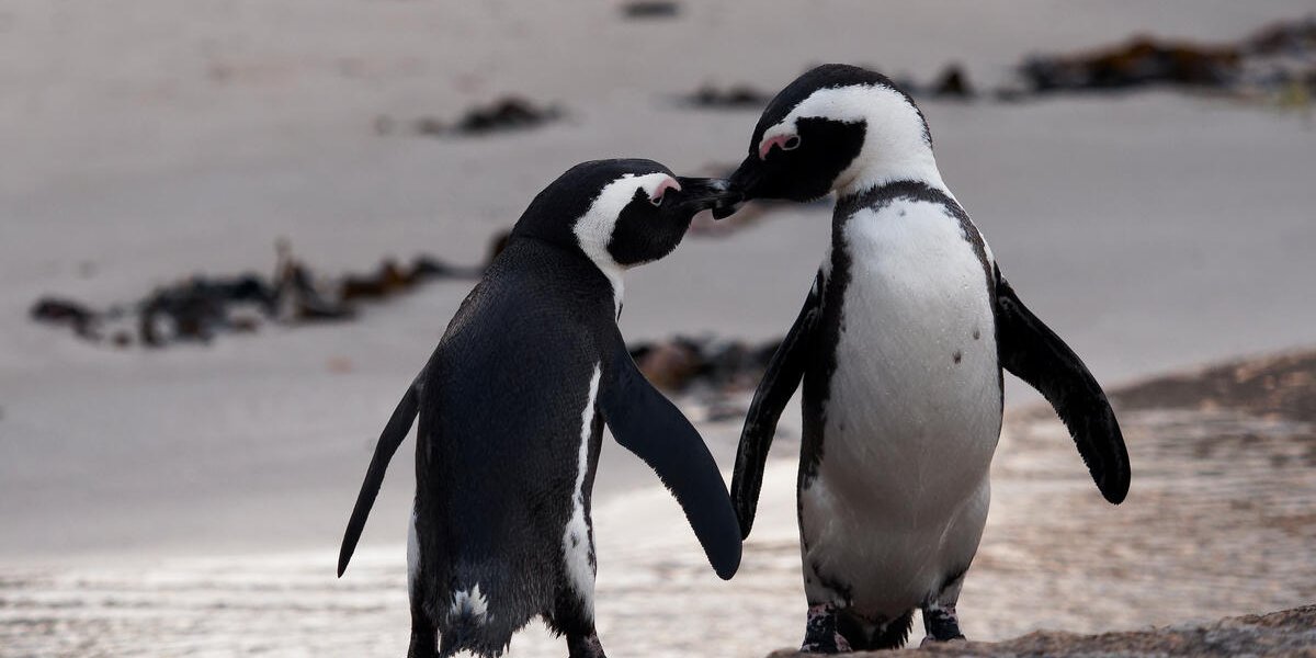 Are animals romantic? | World Wildlife Fund