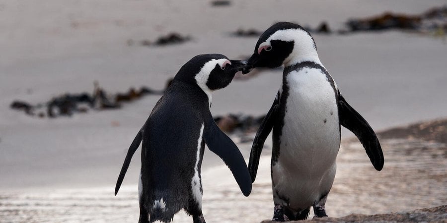 Are animals romantic? | World Wildlife Fund