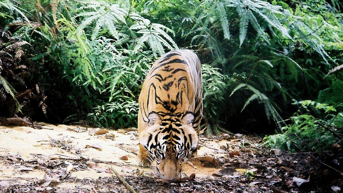 Sunda Tiger | World Wildlife Fund