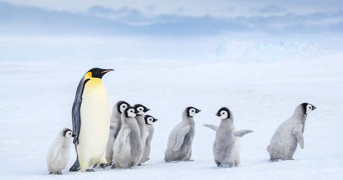 Emperor Penguins Declared Endangered as Sea Ice Declines | World ...