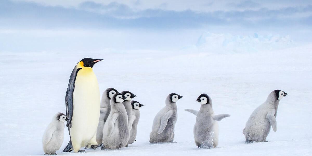 Emperor Penguins Declared Endangered as Sea Ice Declines | World ...