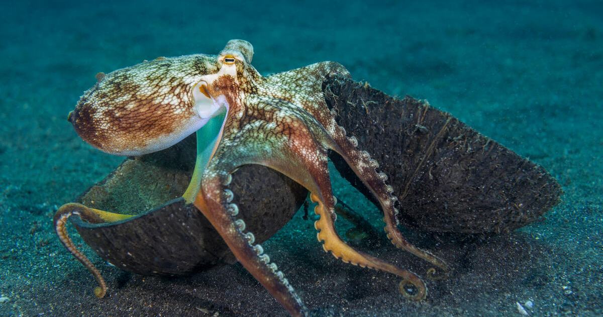 Cephalopods and Climate Change in Ocean Ecosystems | WWF