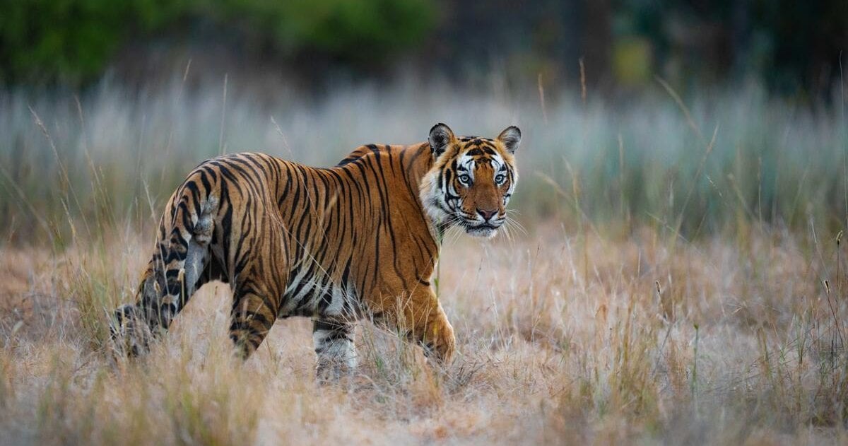 Continental Tiger | World Wildlife Fund