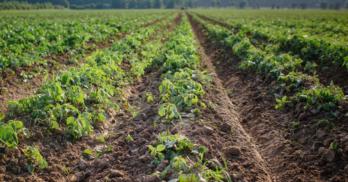 The Next California: A Climate‑Resilient U.S. Food System | World ...