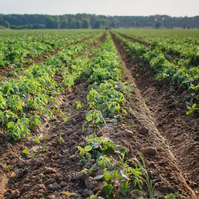 The Next California: A Climate‑Resilient U.S. Food System | World ...