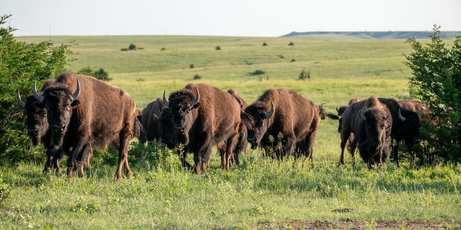 Indigenous women are working to restore bison to the Great Plains ...