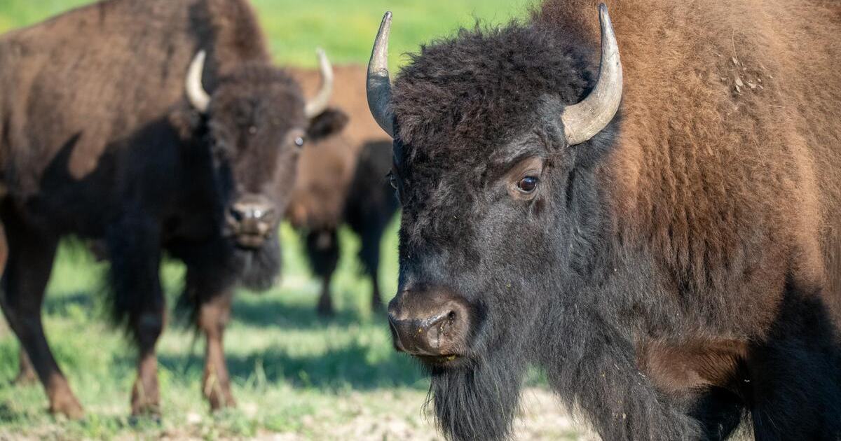 Why Congress Must Help Restore America’s Bison | World Wildlife Fund