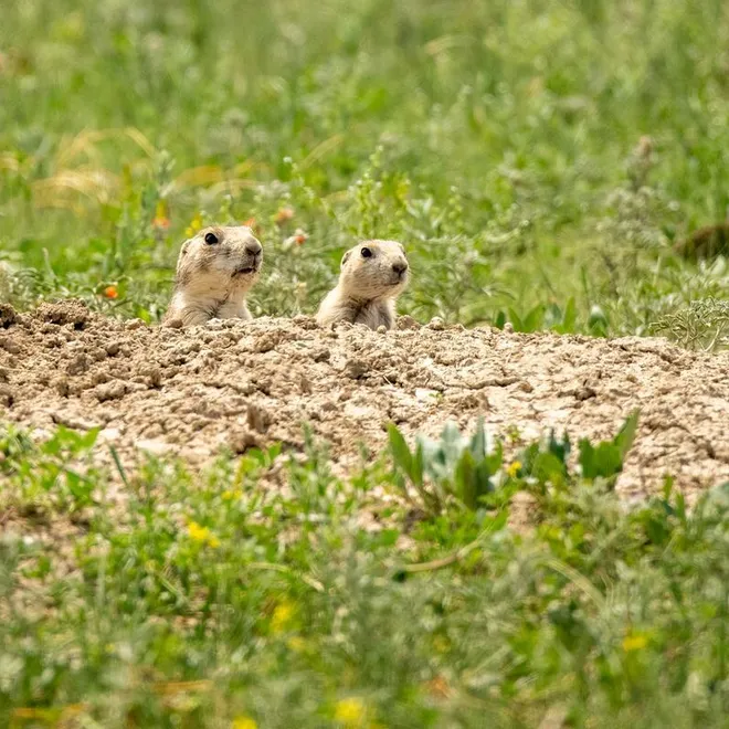 Prairie Dogs: Tiny Architects of the Great Plains | WWF