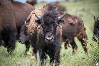 Why Congress Must Help Restore America’s Bison | World Wildlife Fund