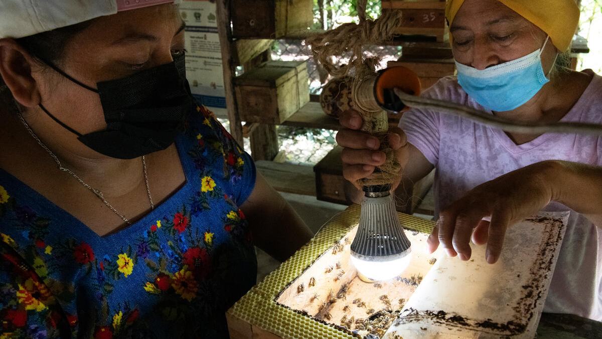 Stingless bees provide honey, income, connection in the Yucatan | WWF
