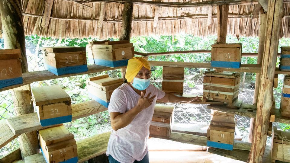 Stingless bees provide honey, income, connection in the Yucatan | WWF