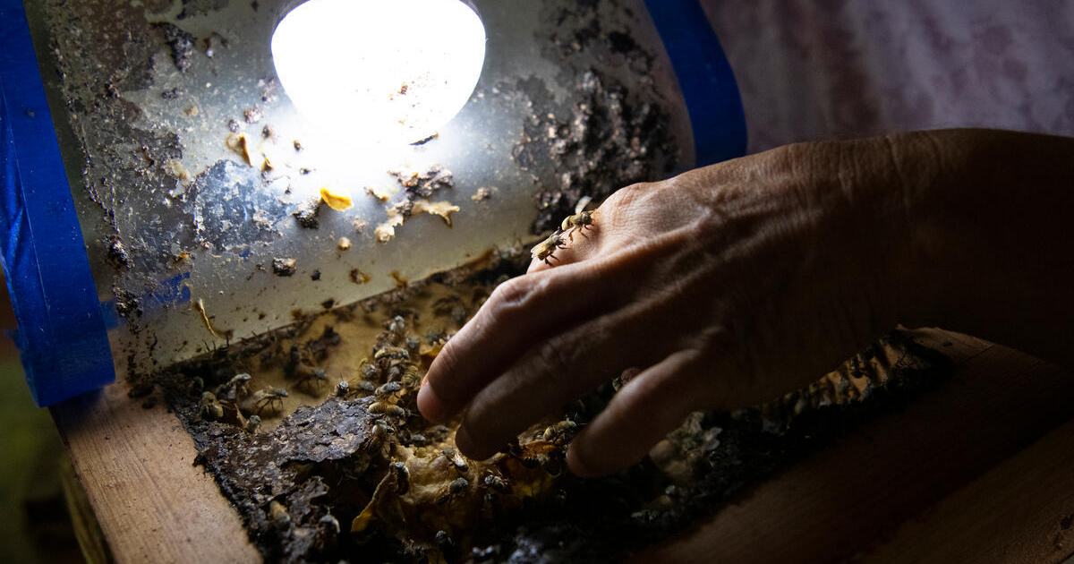 Stingless bees provide honey, income, connection in the Yucatan | WWF