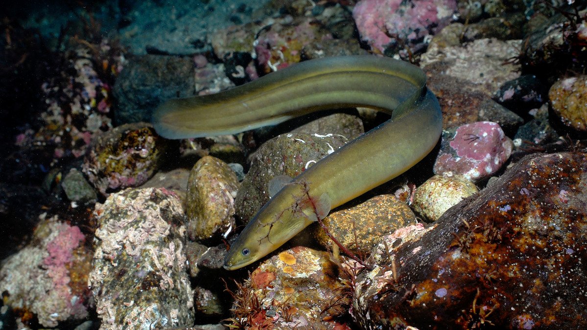 The facts about eels: Nature's most mysterious fish | World Wildlife Fund