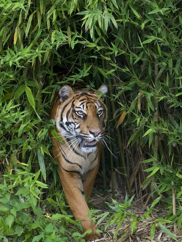 Sunda Tiger | World Wildlife Fund