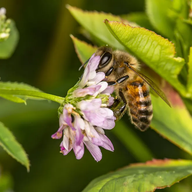 How Healthy Bee Populations Support Human Health | World Wildlife Fund