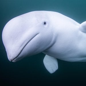 Beluga Whale | World Wildlife Fund