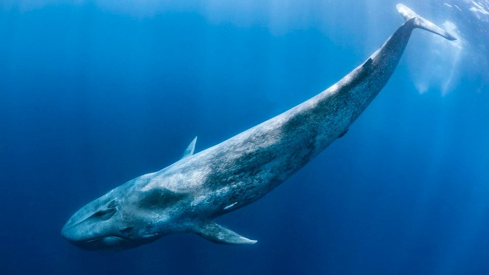 Blue Whale | World Wildlife Fund