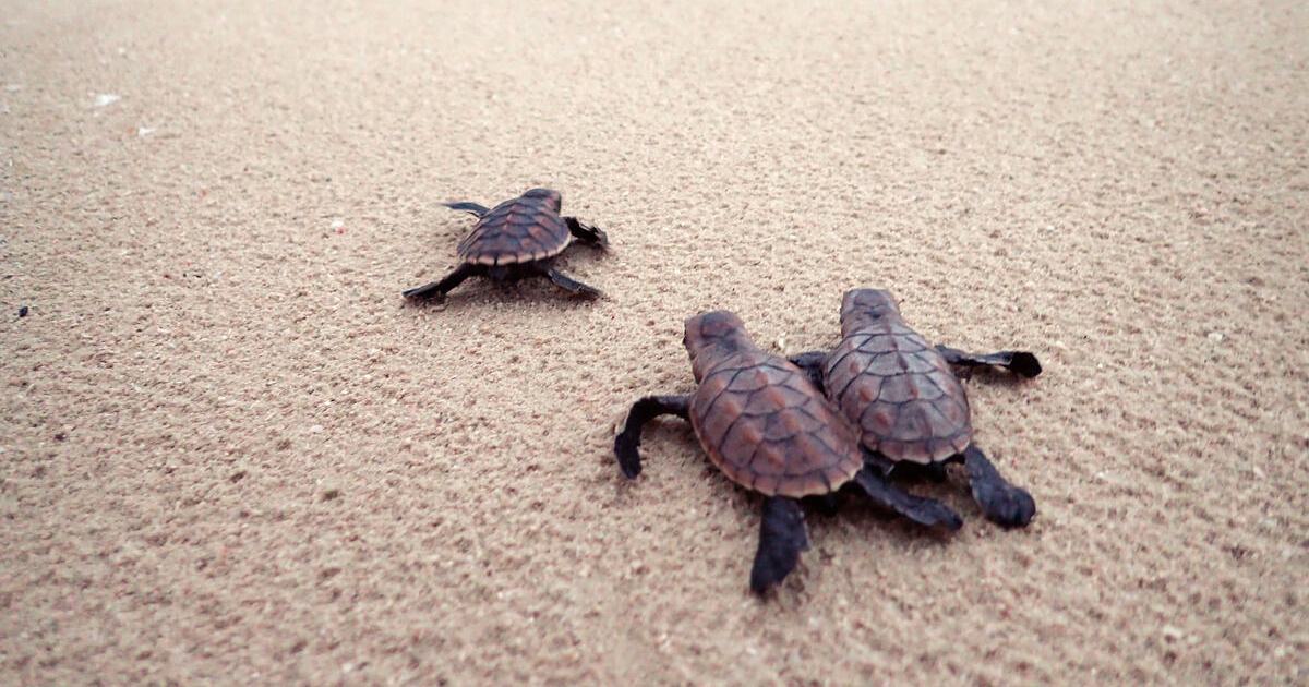 How Scientists Use DNA to Protect Sea Turtles | WWF