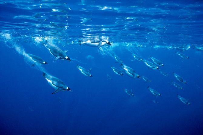 Los Pingüinos Emperador son Declarados en Peligro de Extinción | WWF