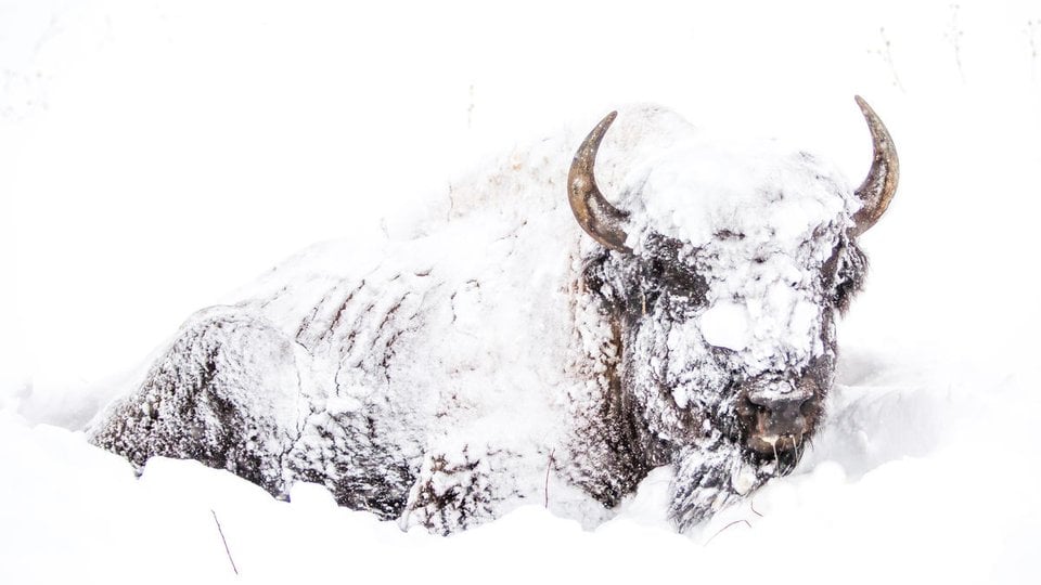 Meet the Bison: Facts About America’s National Mammal | World Wildlife Fund