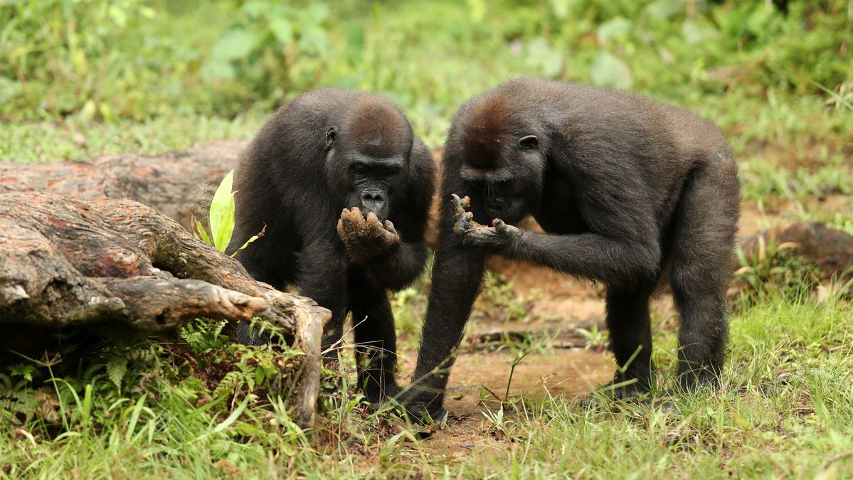 Gorilla Facts: Behavior, Diet, Behavior, & Conservation | WWF