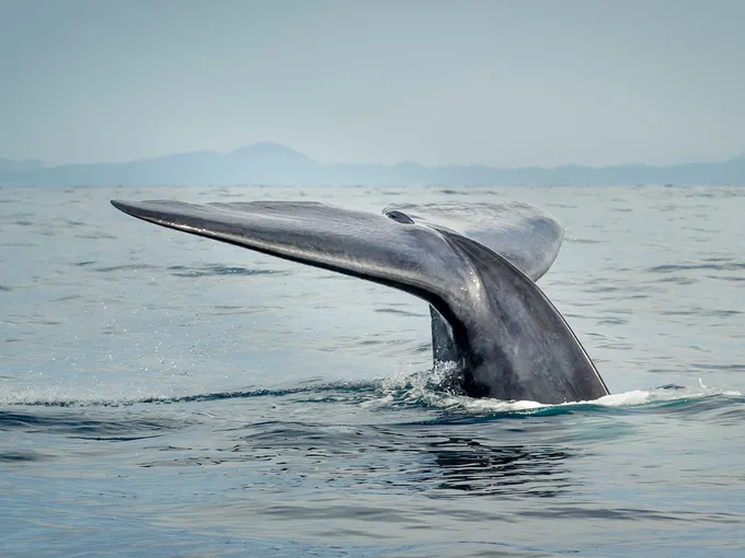 Meet the Biggest Animal in the World: The Blue Whale | World Wildlife Fund