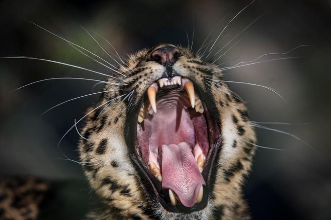 How Fast Are Amur Leopards? Facts, Behavior, & Conservation | WWF