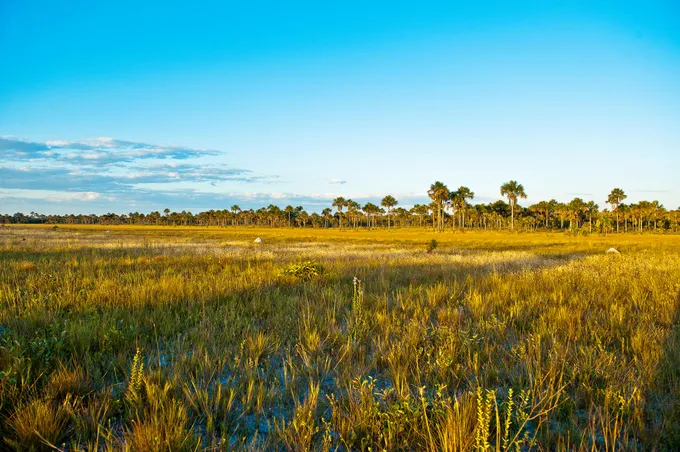 What Are Grasslands And Why Do We Need To Protect Them? | World ...