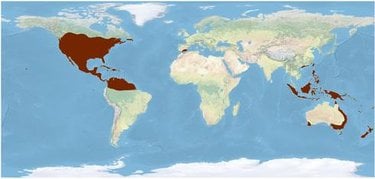 Monarch butterflies and climate change | World Wildlife Fund