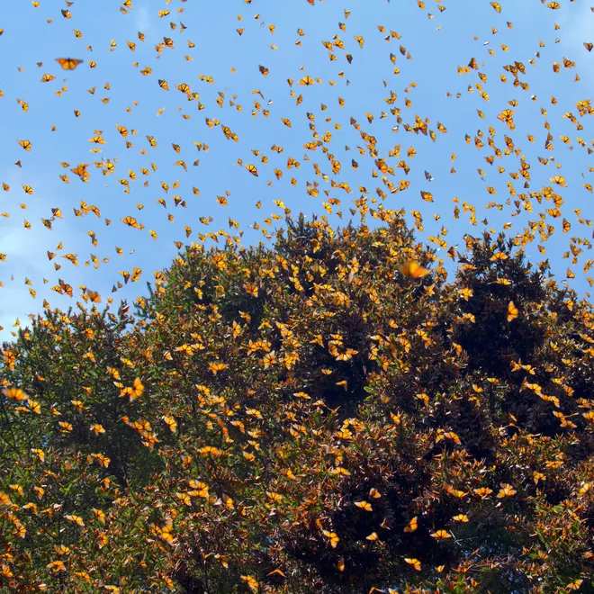 Witness the Monarch Migration With WWF in Mexico | WWF